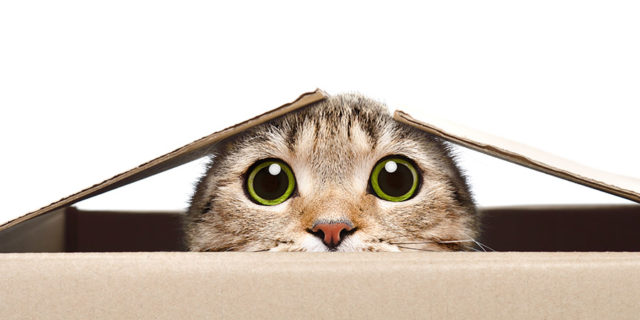 Día Internacional del Gato: ¿porqué triunfan tanto en internet?